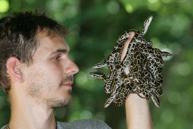 Nachwuchs der Tigerpython im Tierpark