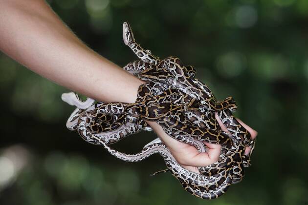 Nachwuchs der Tigerpython im Tierpark