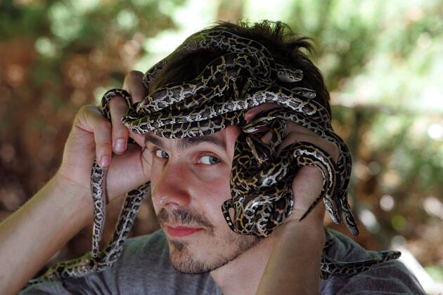 Nachwuchs der Tigerpython im Tierpark