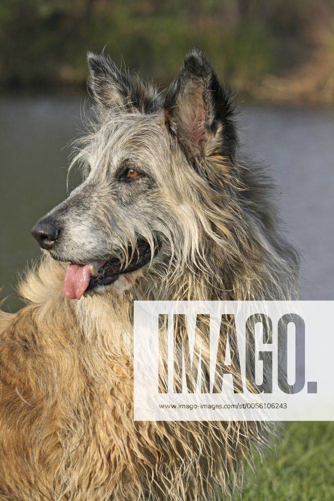 Irish Wolfhound German Shepherd Mix Title Who Could Say No To That