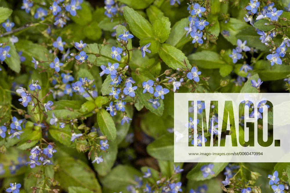 Bach-Ehrenpreis, Bachbunge (Veronica beccabunga), bluehend, Deutschland ...