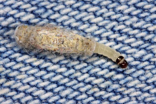 Mottenkokon Identifizierung Die Besten Tipps Und Mittel Gegen
