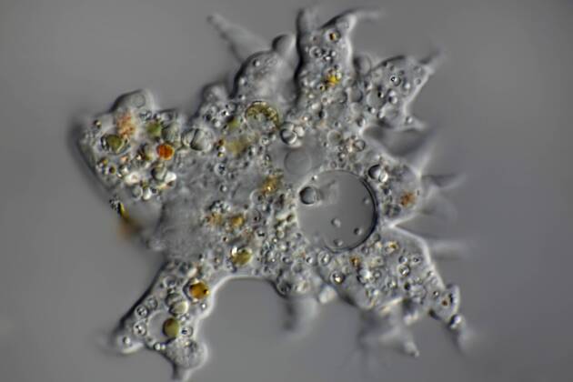 Amoebe Unter Mikroskop Fotos | IMAGO