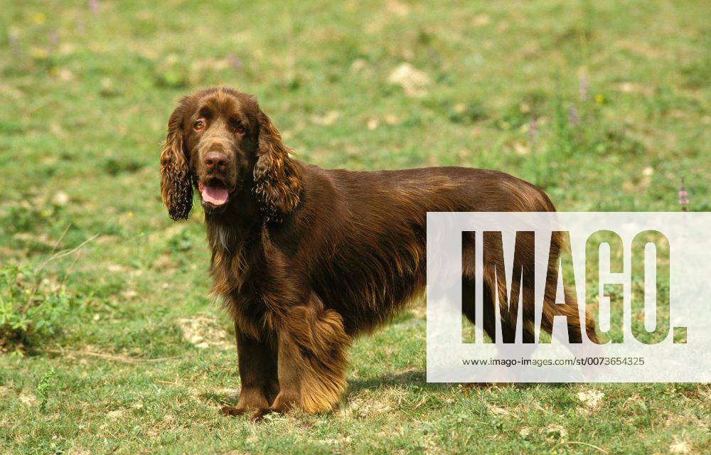 Field Spaniel Puppies Field Spaniel Canna Pet®