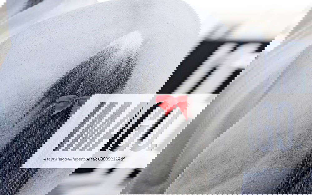 01.03.2017, Doha, Katar, QAT - Rote Schleife im Schweif eines Pferdes. (Pferd, Detail