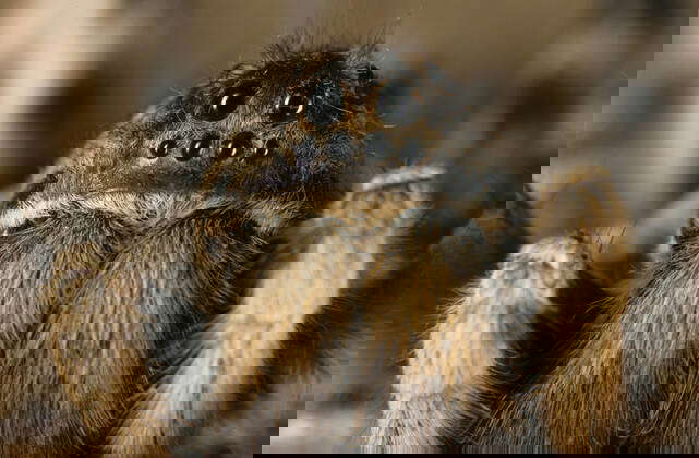 Tarantula Spider Face Pet Spiders: Beyond Eight Legs Unveiling The