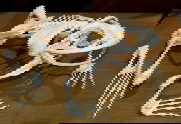 Goliath Frog Fotos | IMAGO