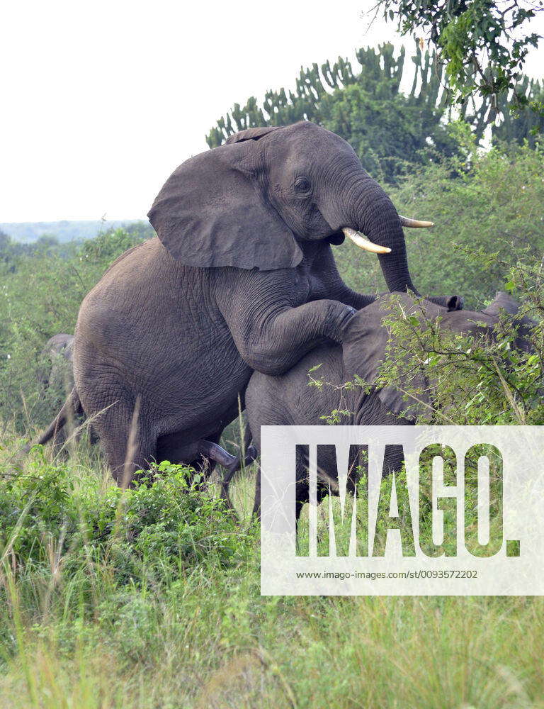 Elephants Mating Large Male African Elephant Mating With A Young