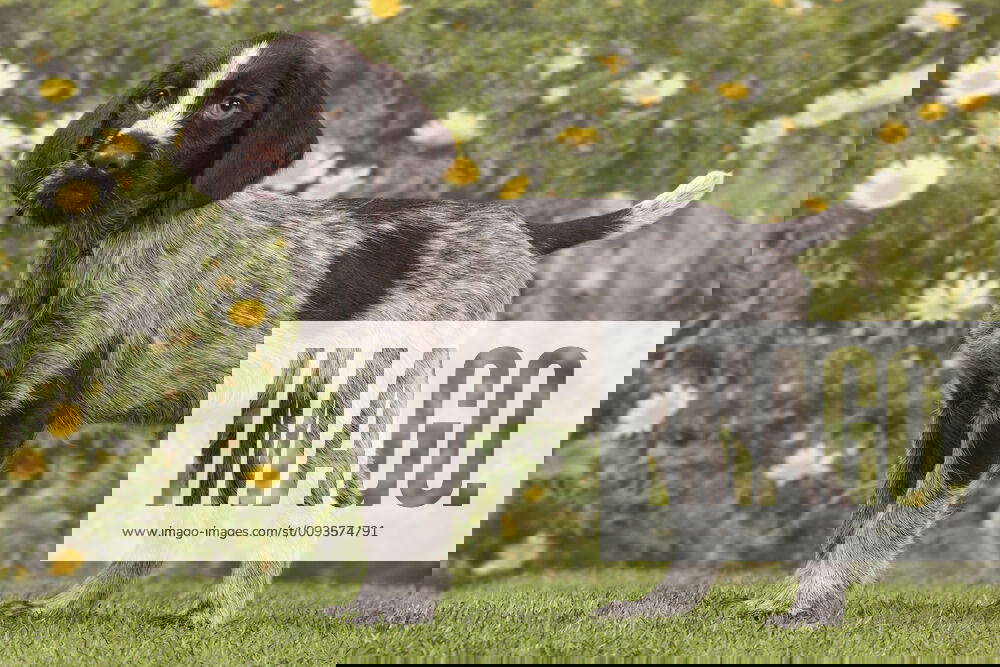 Dog Deutsch Drahthaar German Wirehaired Pointer puppy