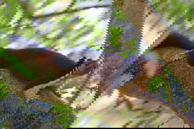 Indian Giant Squirrel Pictures Indian Giant Squirrel, Or Malabar Giant