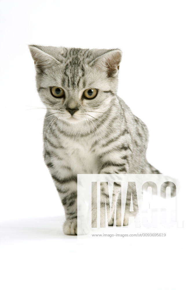 Silver Marbled Tabby Cat