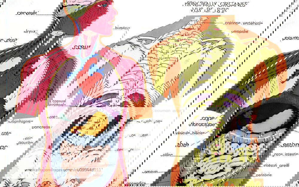 Anatomie Le corps humain: principaux organes vus de face et vus de dos ...