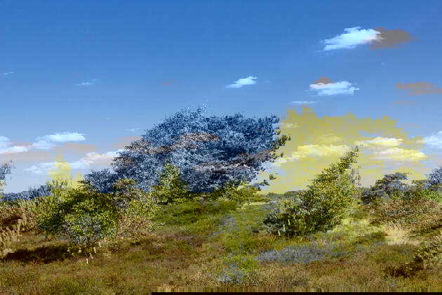 Hiddensee Heide Fotos | IMAGO