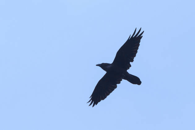 Kolkrabe, Kolk-Rabe, im Flug, Flugbild, Deutschland common raven, in ...