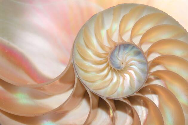 Snail Shell Golden Ratio
