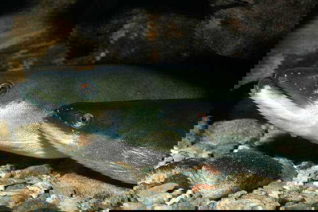 Aal Fluss Europa Fotos | IMAGO