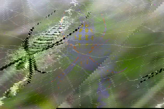 British Garden Spider Identification | Fasci Garden