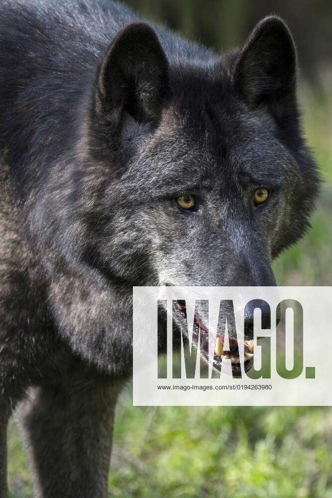 Mackenzie Valley Timber Wolf Timberwolf | Erlebnis Zoo Hannover