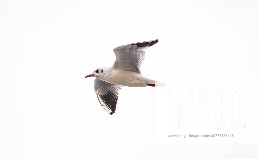 Flying seagull Stein am Rhein, Switzerland, 20th Oct 2024: A seagull ...