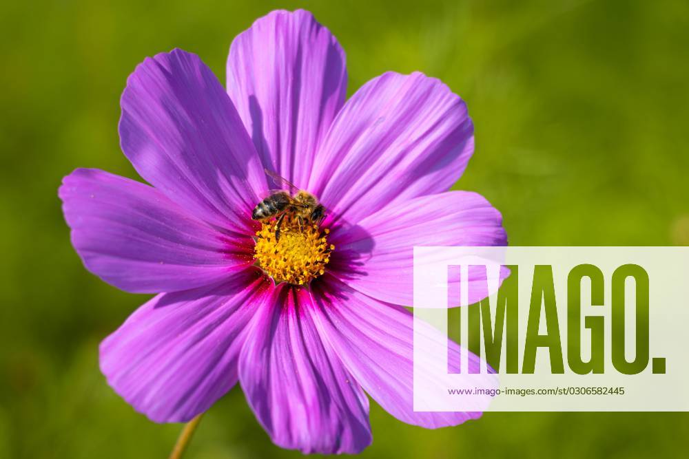 Individuelle Lizenzen für unsere Fotos über die Medienagentur IMAGO.